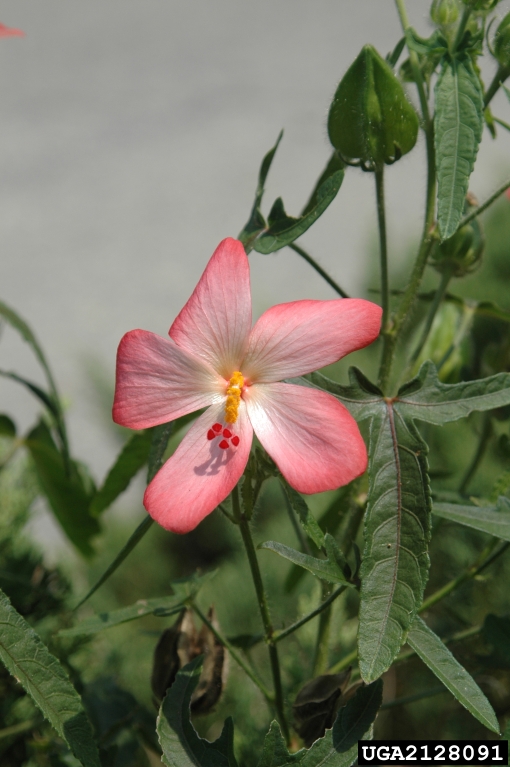 musk okra (Abelmoschus moschatus Medik.)