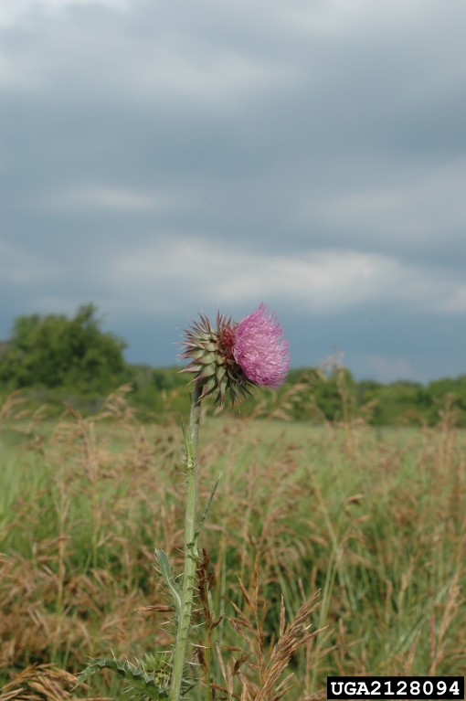 musk thistle, nodding thistle (Carduus nutans L.)