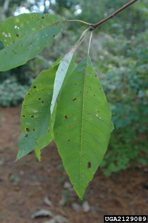 water tupelo (Nyssa aquatica)