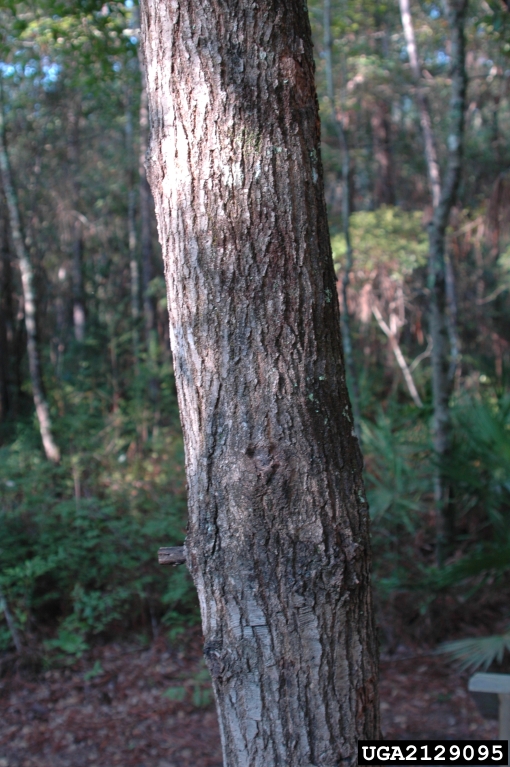 swamp tupelo (Nyssa biflora Walt.)