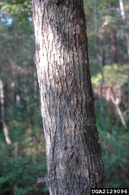 swamp tupelo (Nyssa biflora Walt.)