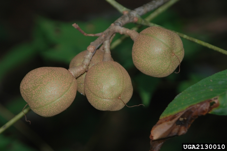 painted buckeye (Aesculus sylvatica Bartr.)