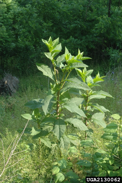 common pokeweed (Phytolacca americana L.)