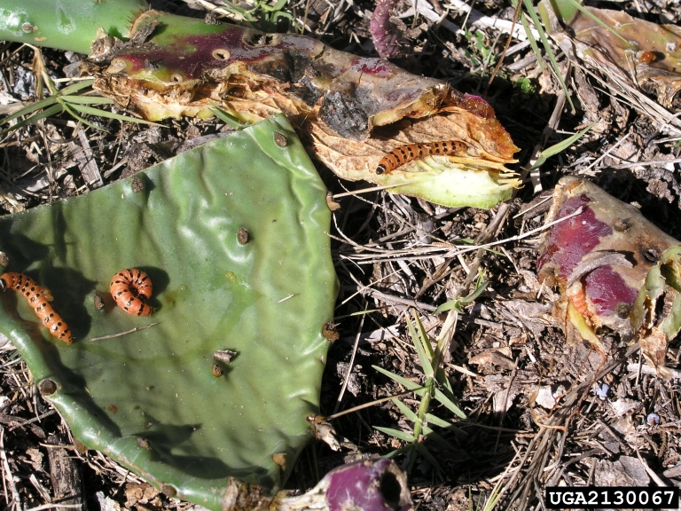 cactus moth (Cactoblastis cactorum)