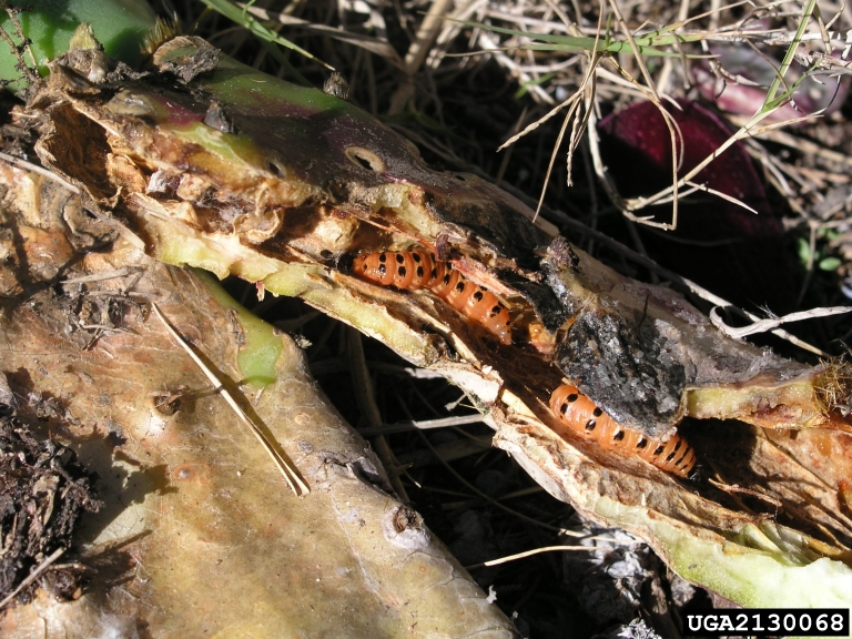 cactus moth (Cactoblastis cactorum (Berg))
