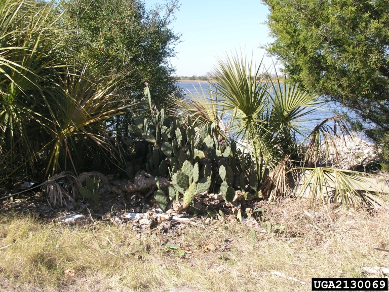 cactus moth (Cactoblastis cactorum (Berg))