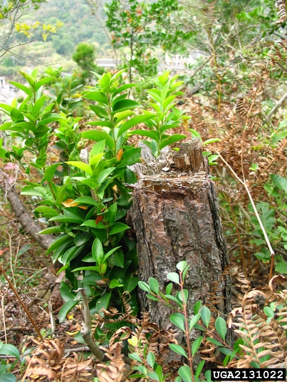 pine wilt nematode (Bursaphelenchus xylophilus ) on Mason pine (Pinus ...