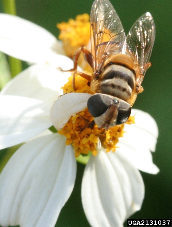 syrphid or flower flies (Family Syrphidae)