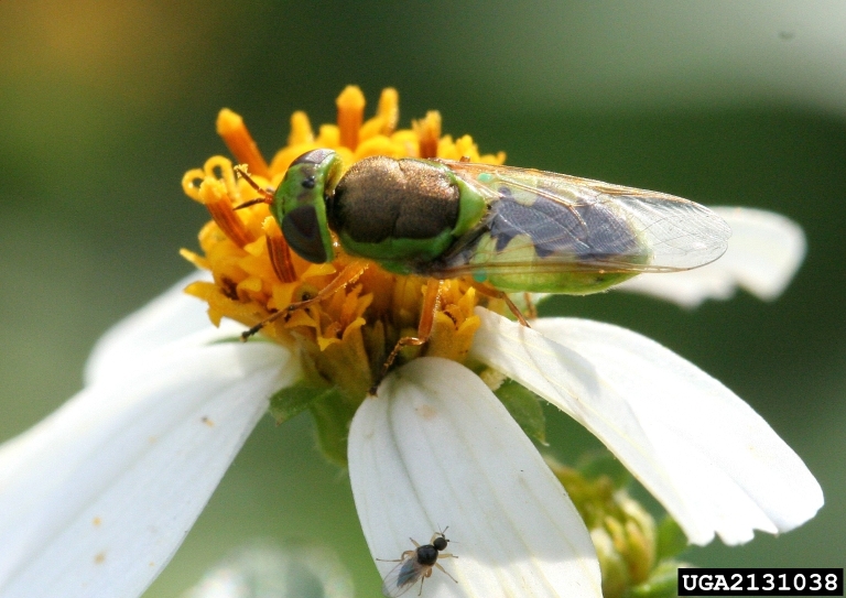 syrphid or flower flies (Family Syrphidae)