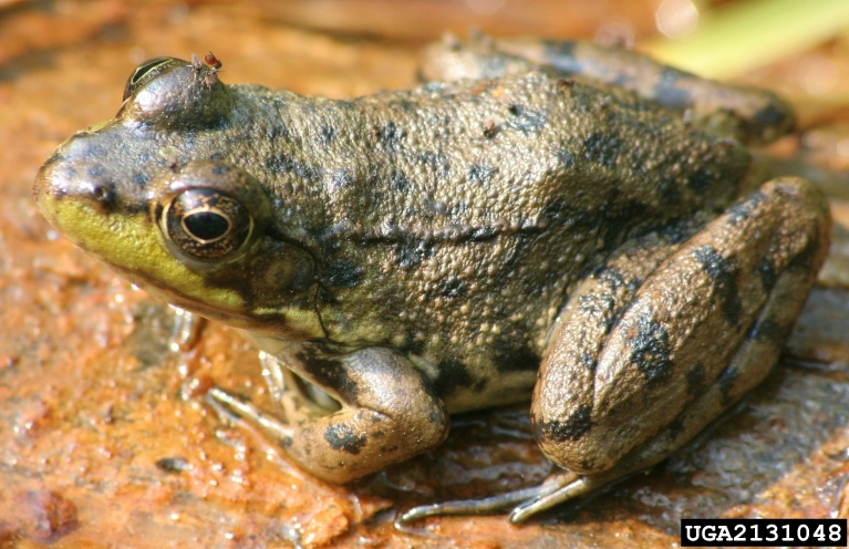 Green frog (Lithobates clamitans (Latreille in Sonnini de Manoncourt ...