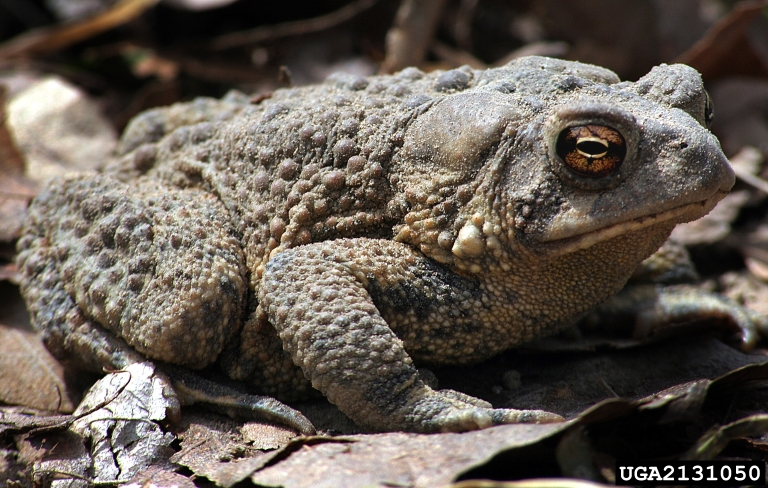 American Toad (Anaxyrus americanus)