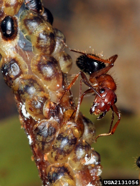 ants (Formicidae) (Family Formicidae)