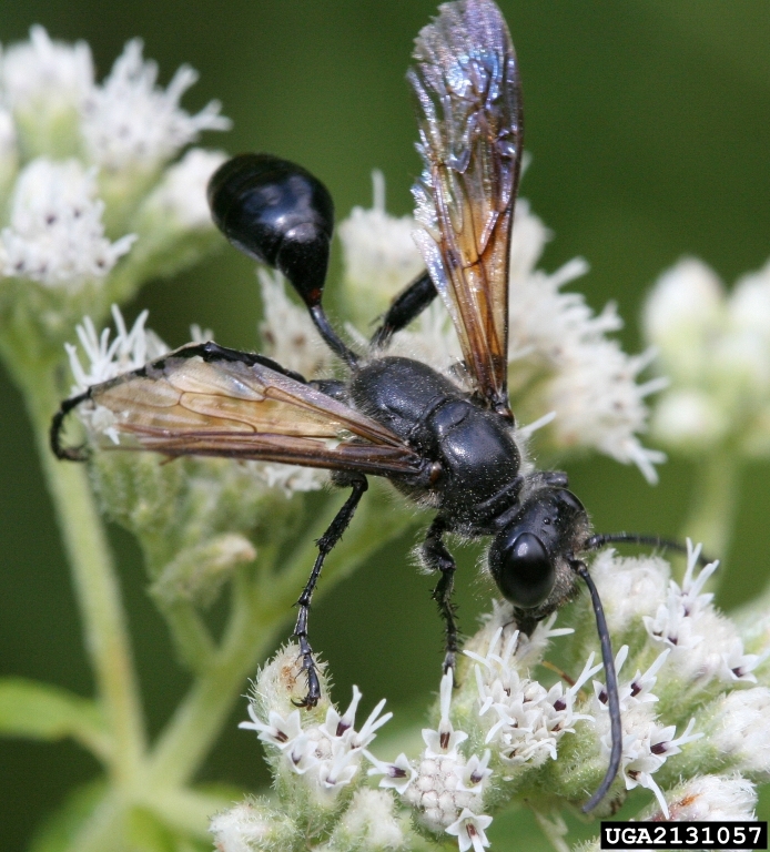 Sphecid wasps (Family Sphecidae)