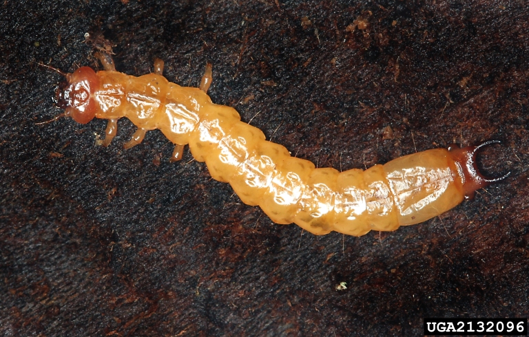 fire-colored beetles (Family Pyrochroidae)