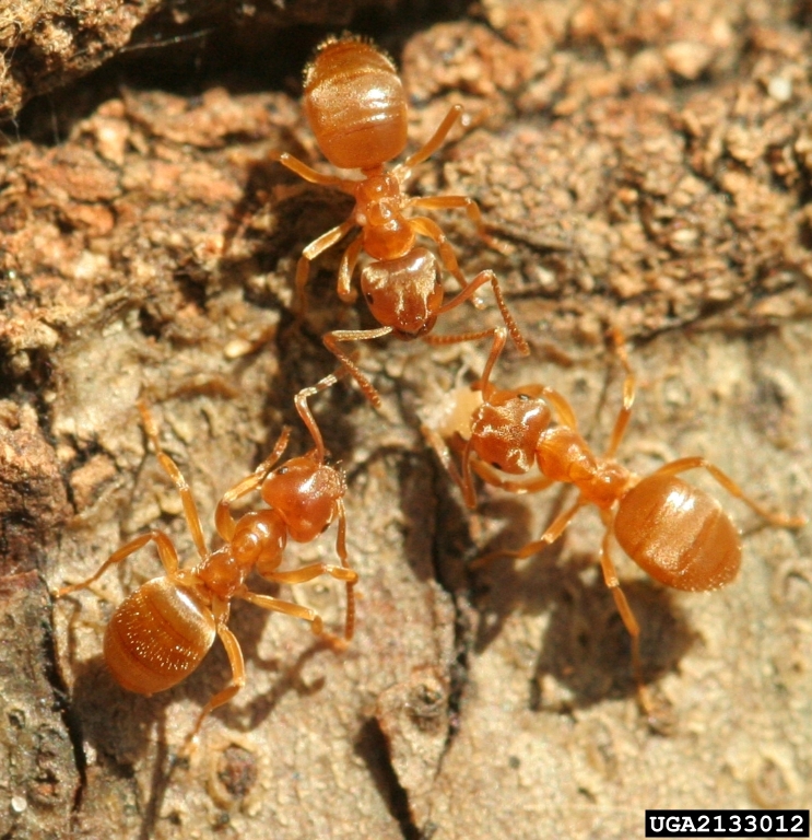 yellow ant (Genus Acanthomyops)