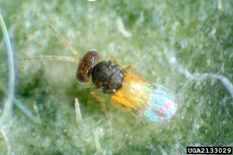 whitefly parasitoid, Encarsia formosa (Hymenoptera: Aphelinidae) - 2133029