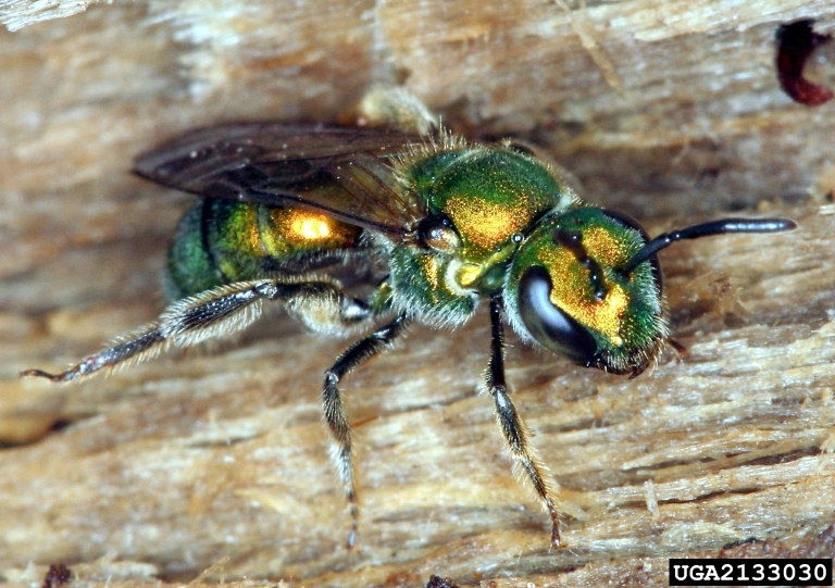 sweat bees (family Halictidae) (Family Halictidae)