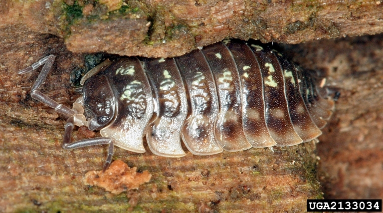pill bugs (Order Isopoda)