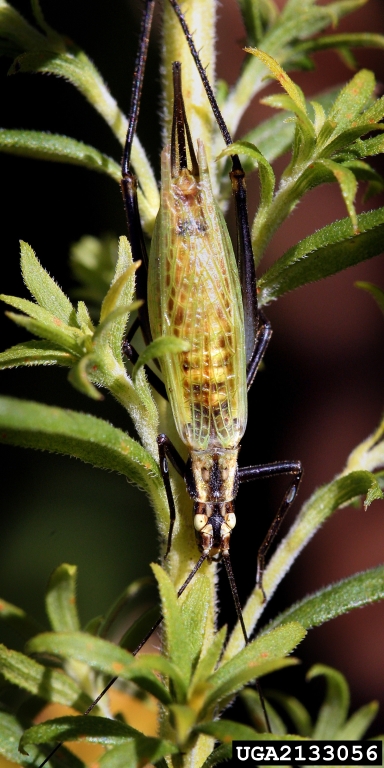 tree crickets (Family Oecanthidae)