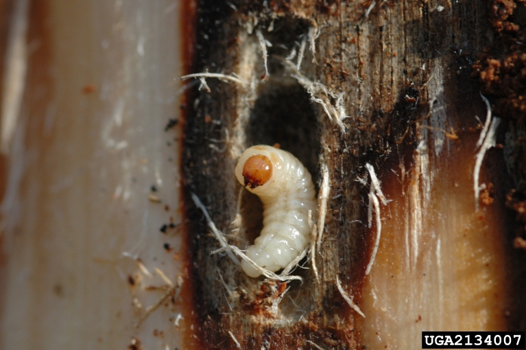 Pissodes weevil (Pissodes pini ) on Scots pine (Pinus sylvestris ...