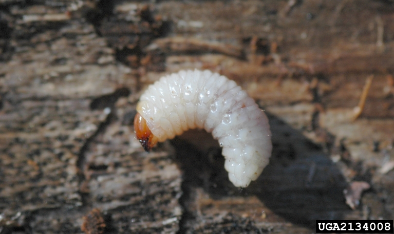 Pissodes weevil (Pissodes pini (Linnaeus, 1758))