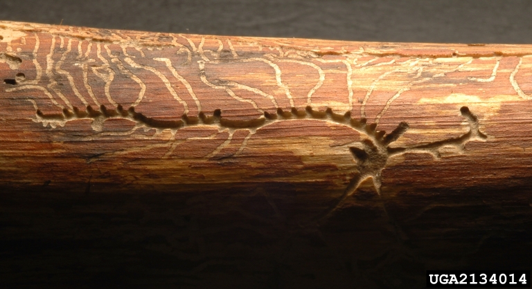 two-toothed pine beetle (Pityogenes bidentatus ) on Scots pine (Pinus ...