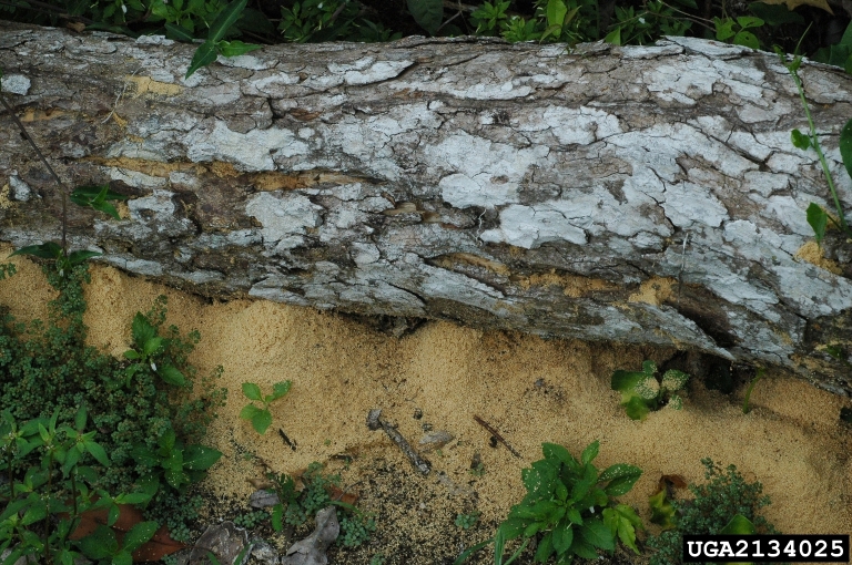 snout beetles or weevils (Family Curculionidae)