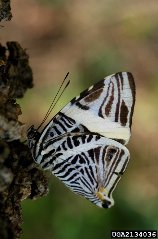 dirce beauty (Colobura dirce dirce (Linnaeus))