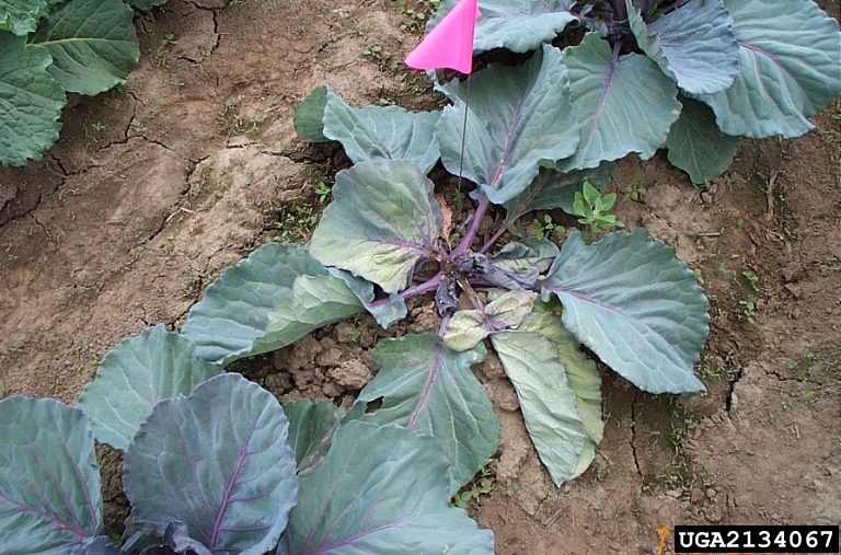 swede midge (Contarinia nasturtii)