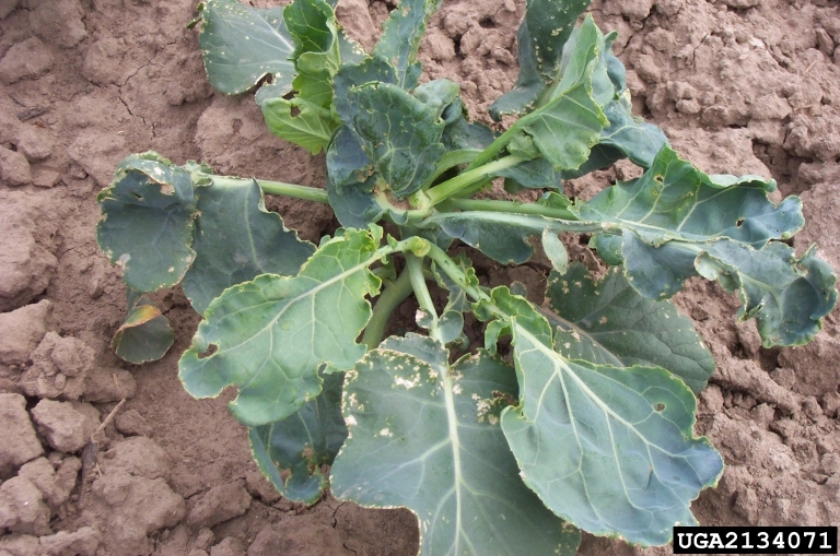 swede midge (Contarinia nasturtii (Kieffer, 1888))