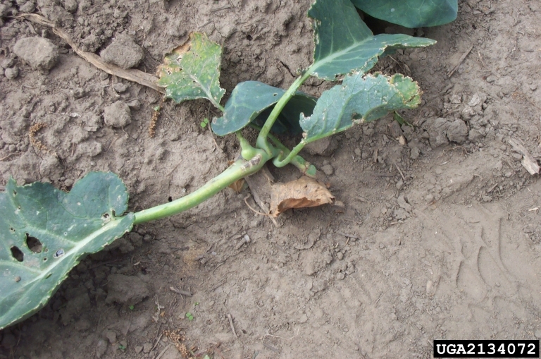 swede midge (Contarinia nasturtii)