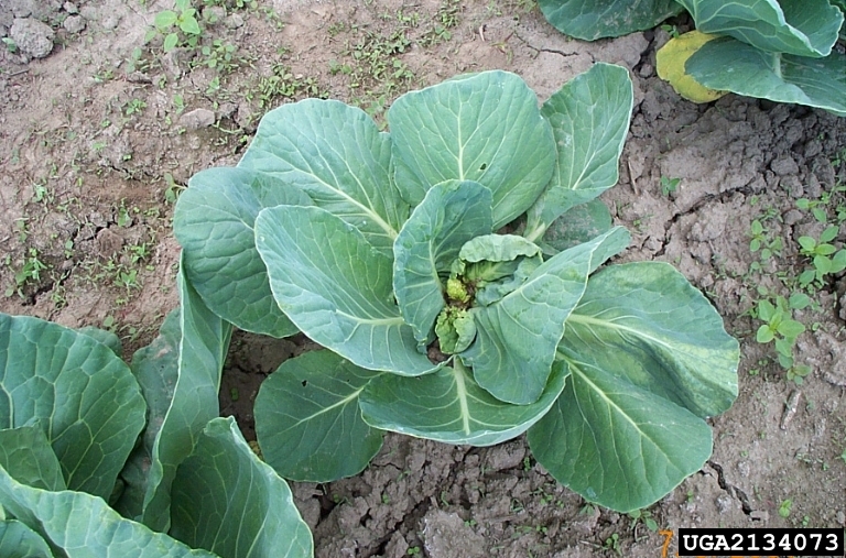 swede midge (Contarinia nasturtii (Kieffer, 1888))