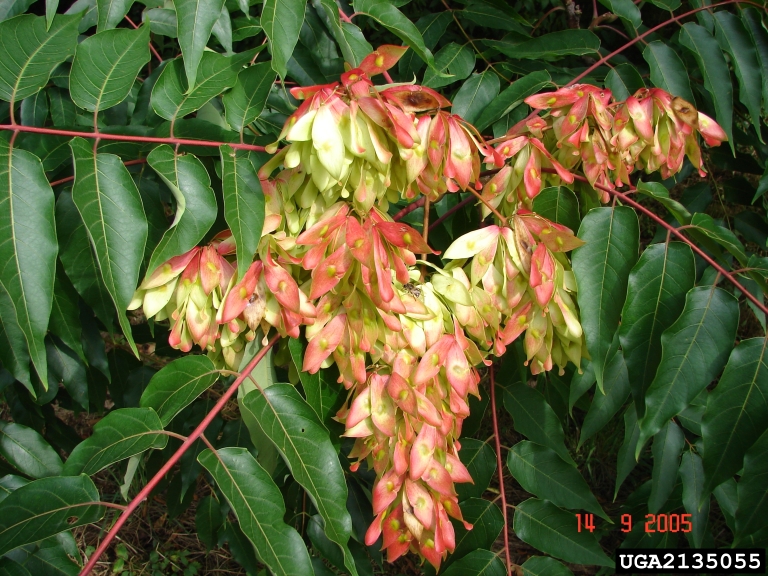 tree-of-heaven (Ailanthus altissima (P. Mill.) Swingle)