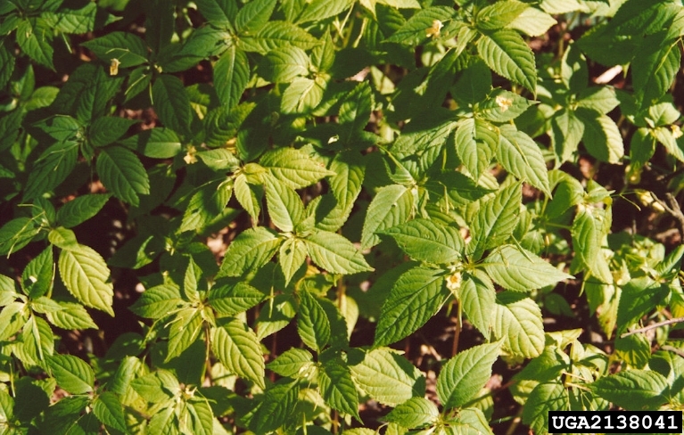 small flower touch-me-not (Impatiens parviflora DC.)