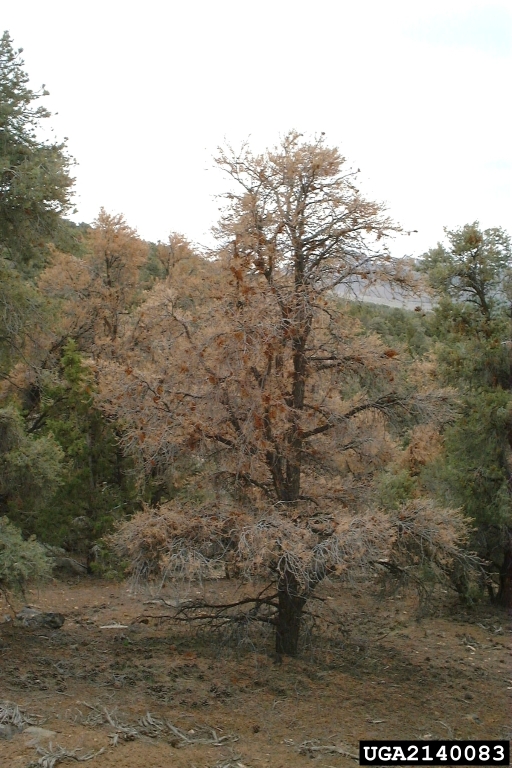 pinyon ips (Ips confusus)