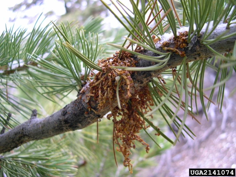 limber pine dwarf mistletoe (Arceuthobium cyanocarpum (A. Nels. ex Rydb ...