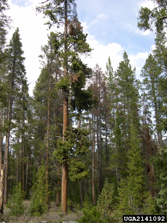 American dwarf mistletoe (Arceuthobium americanum ) on lodgepole pine ...