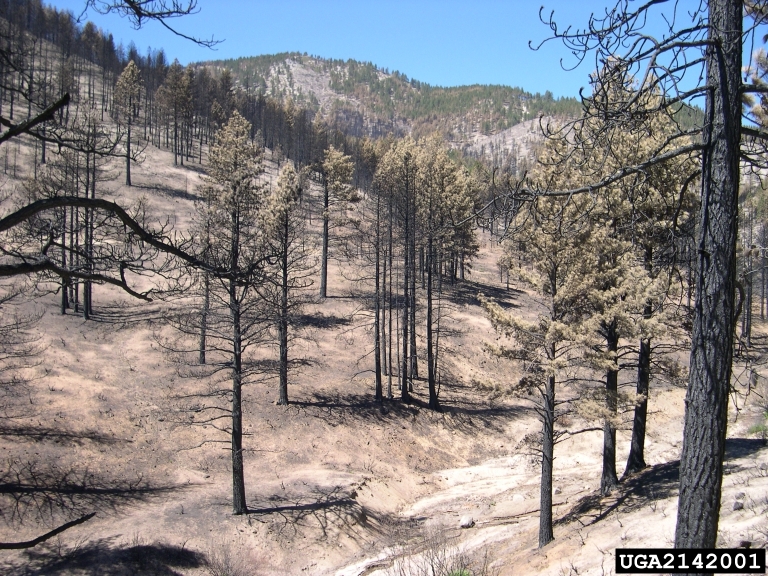 fire on ponderosa pine (Pinus ponderosa ) - 2142001