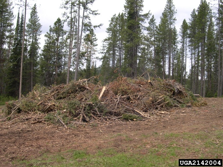 pine engraver (Ips pini (Say, 1826))