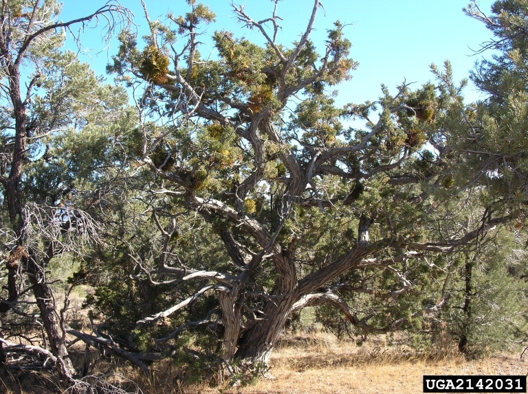 juniper mistletoe (Phoradendron juniperinum Engelm. ex A. Gray)