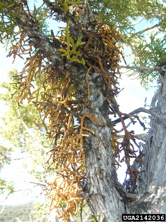 juniper mistletoe (Phoradendron juniperinum)