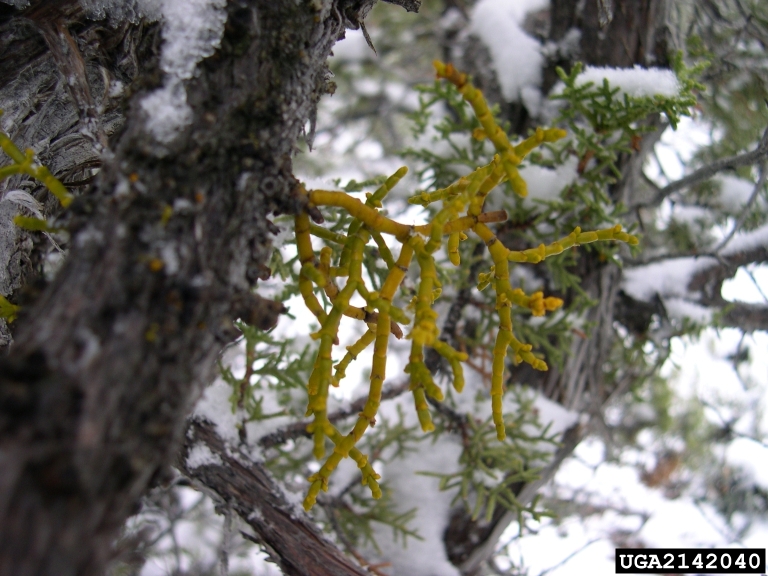 juniper mistletoe (Phoradendron juniperinum)
