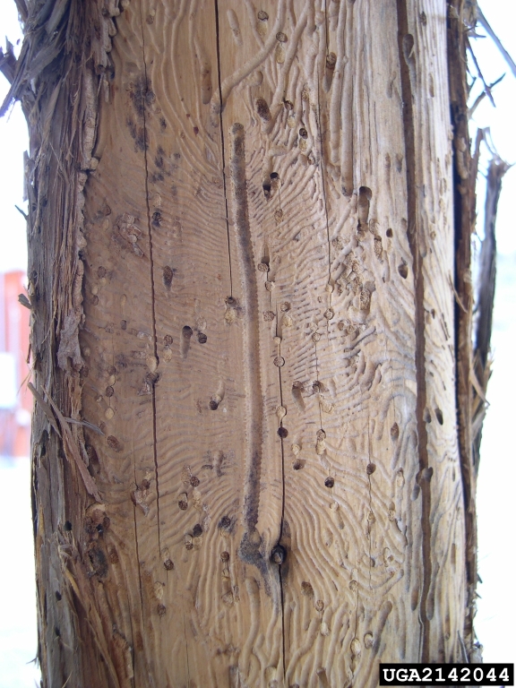 cedar bark beetles (Genus Phloeosinus Chapuis 1869)