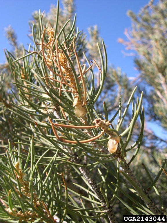 cone worms (Genus Dioryctria Zeller)