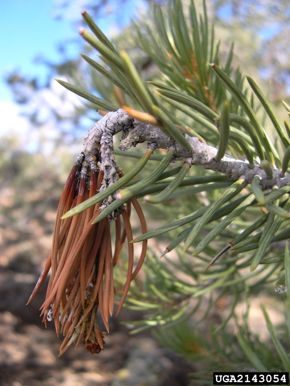 cone worms (Genus Dioryctria)
