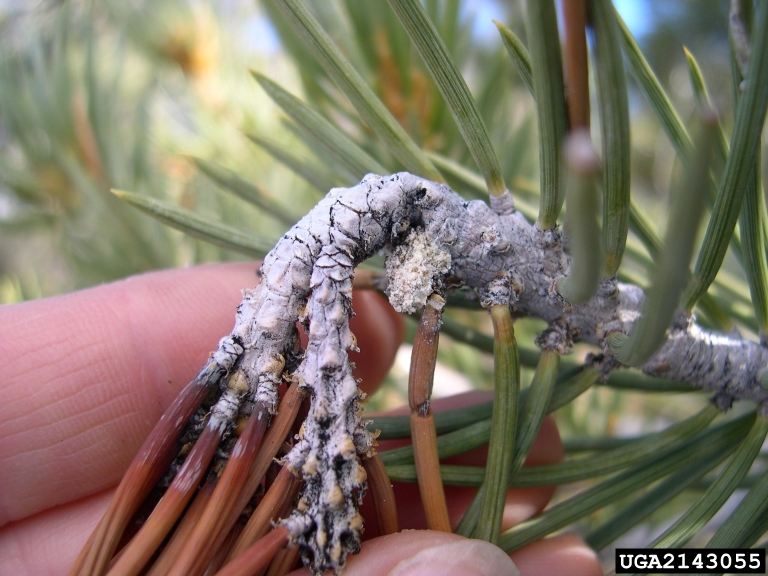 cone worms (Genus Dioryctria)