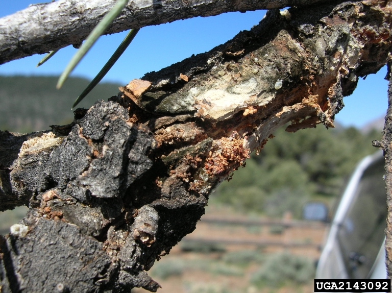 pinyon blister rust (Cronartium occidentale Hedgc., Bethel, & N. Hunt)