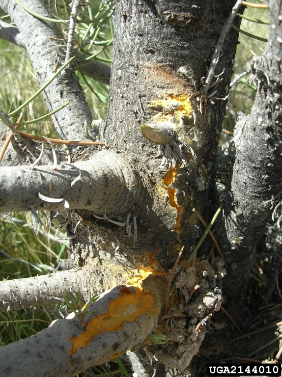 pinyon blister rust (Cronartium occidentale Hedgc., Bethel, & N. Hunt)