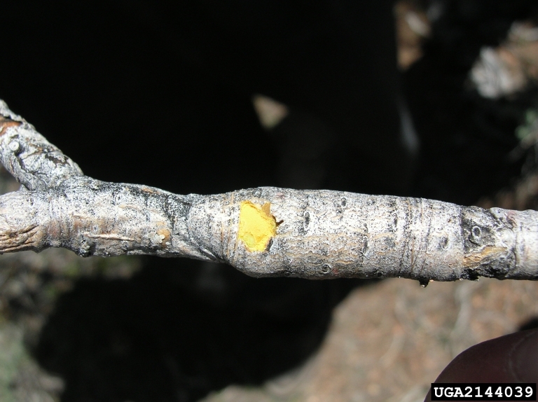 pinyon blister rust (Cronartium occidentale)