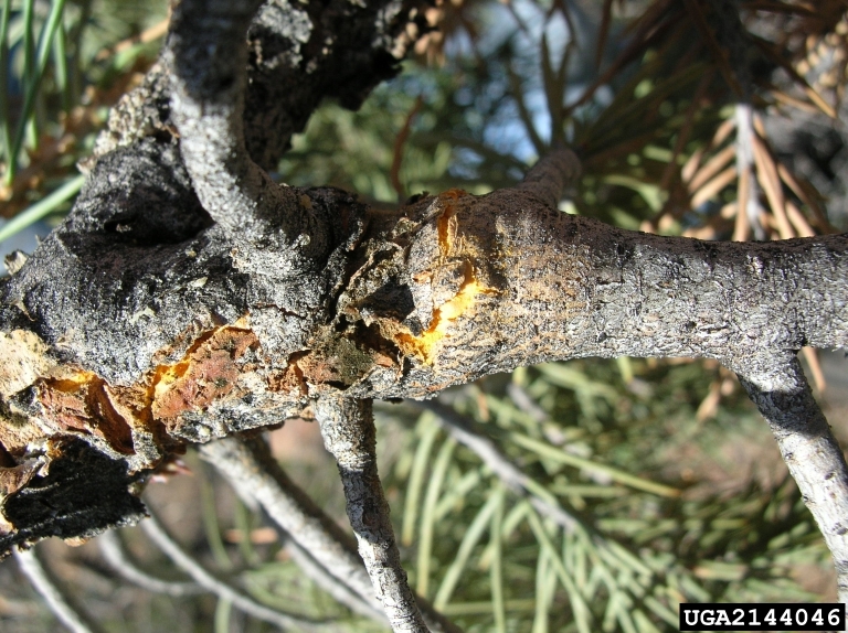 pinyon blister rust (Cronartium occidentale Hedgc., Bethel, & N. Hunt)